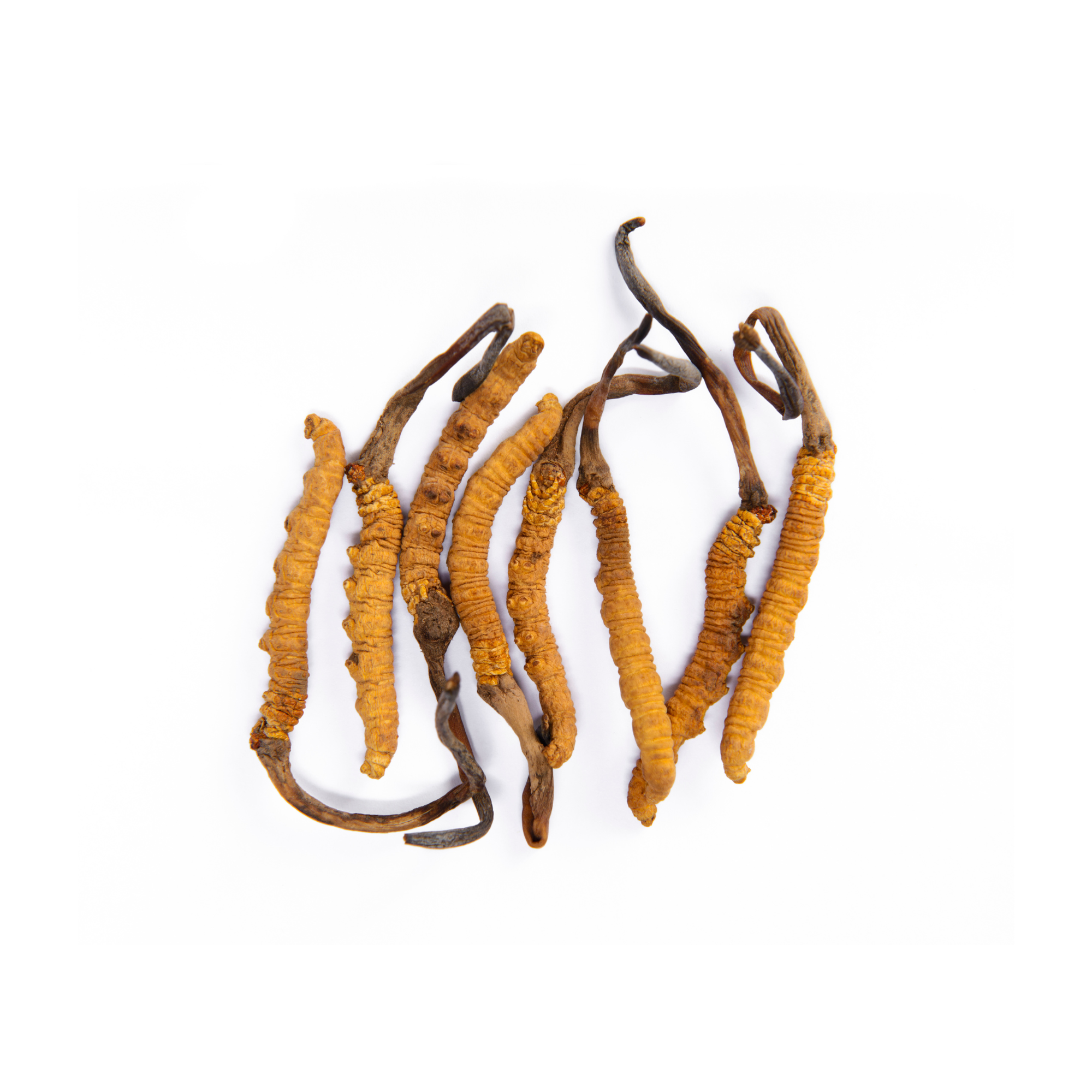 TRHS Dual Cordyceps Mushroom Powder (CS-4 & Militaris Mix) - 60grams ...